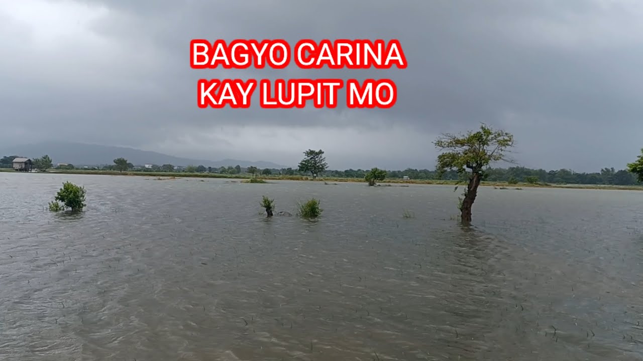 Bagyong carina kay lupit mo nagmistulang baybay ang palayan ...