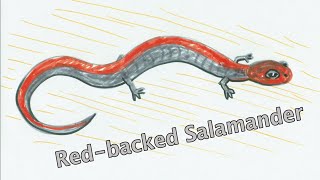 Red Backed Salamander Drawing