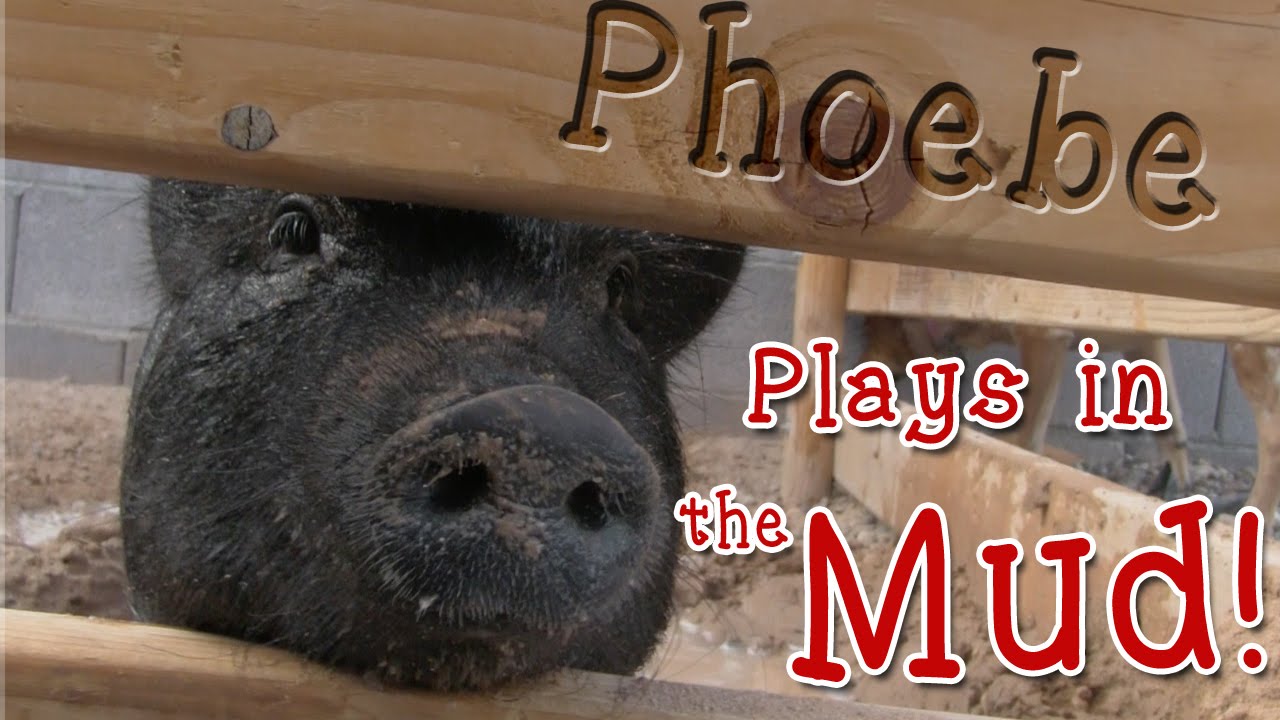 MINI POT BELLY PIG Phoebe rolls in the mud - YouTube