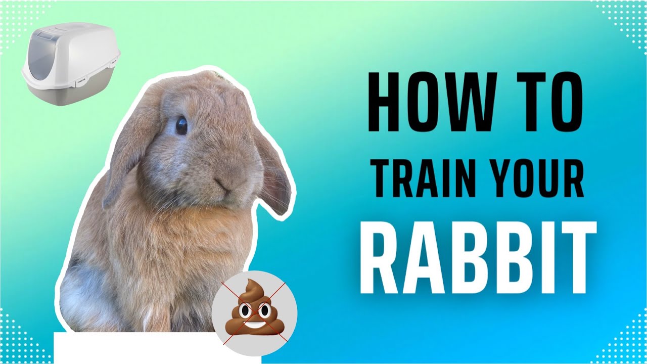 How to Set Up & Clean Your Rabbit’s Litter Box (Step by Step) - YouTube