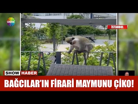 Bağcılar'ın firari maymunu Çiko!
