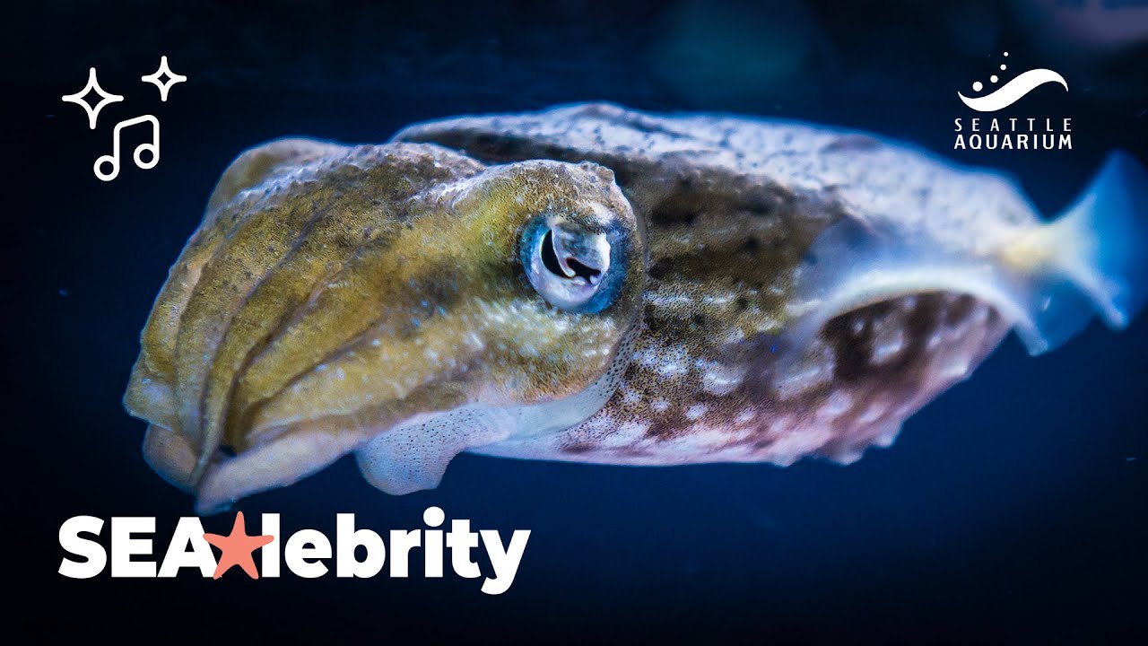 Cuttlefish and Chill: lofi hip hop and cuttlefish in 4k so you can ...