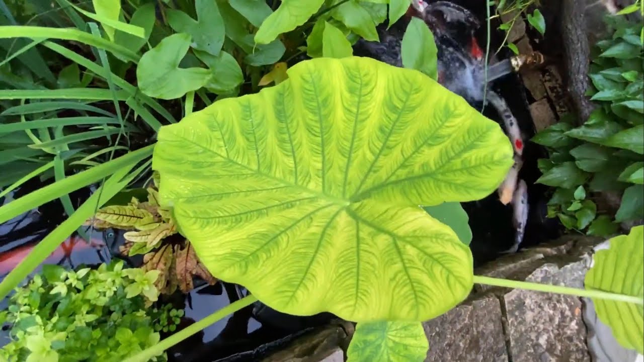 Floating Taro Pond Plants - Natural Filter - YouTube