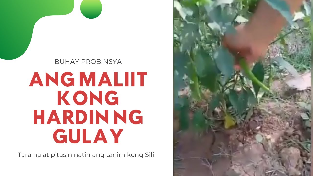 BUHAY PROBINSAYA /MARAMI NG BUNGA ANG GULAY NAMIN - YouTube