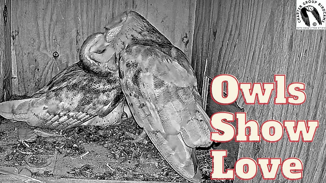 Sweet Moment: Male Barn Owl Pampers Female While She Incubates Eggs ...