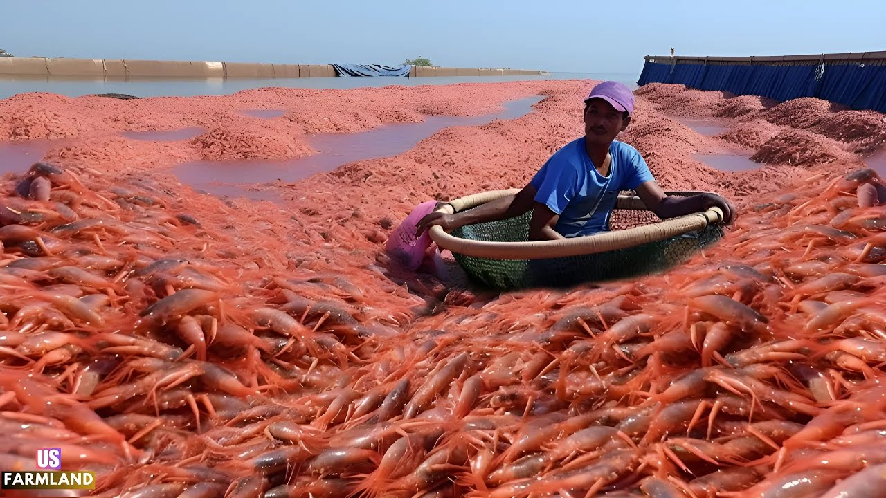 How American Farmers Harvest and Process Millions of Crayfish - Red ...