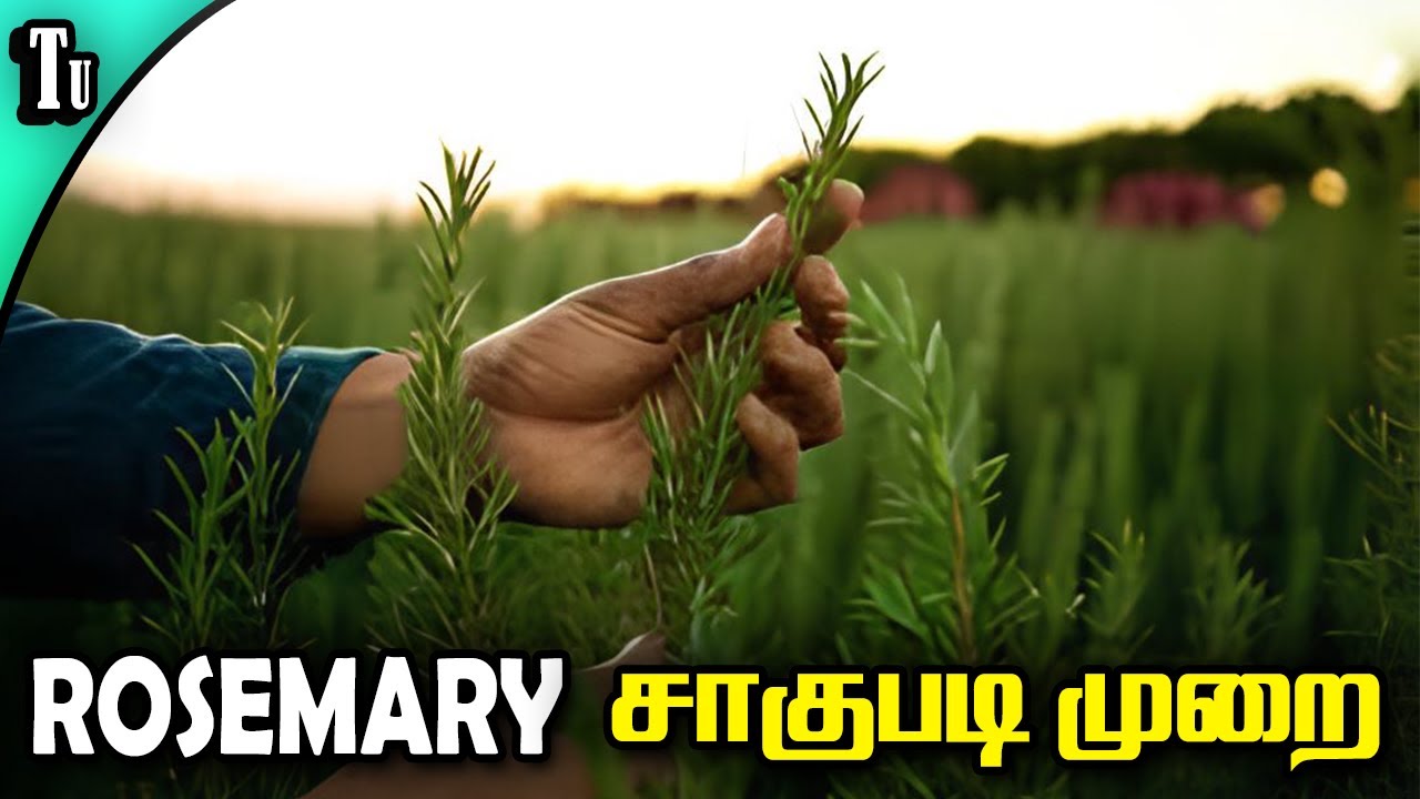 Rosemary சாகுபடி முறை - YouTube