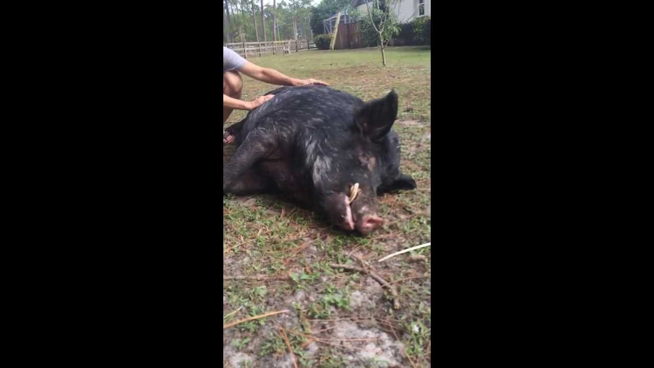 Danny The Friendly Feral Hog - YouTube