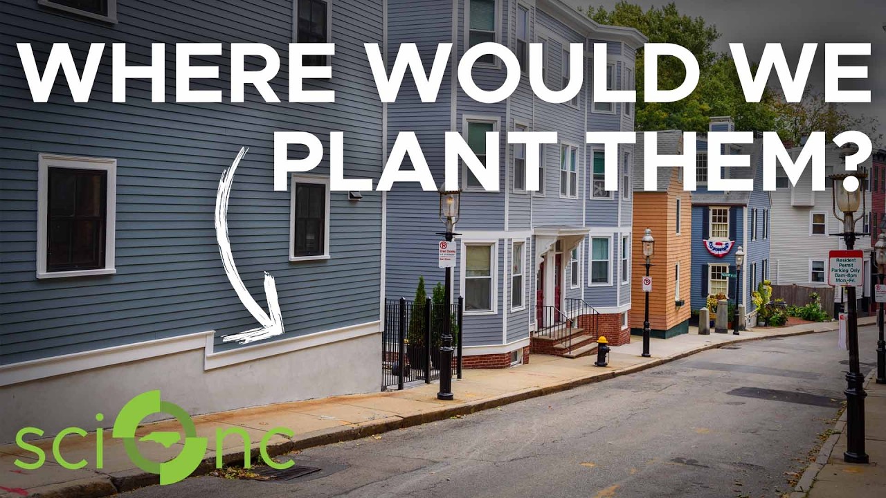 Are trees really the best way to cool the city? - YouTube