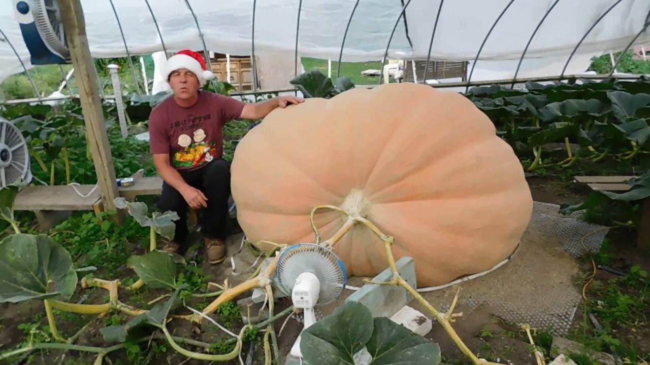 Giant Pumpkin Day 100 Can it weigh 2000 lbs? #giantpumpkin #pumpkin ...