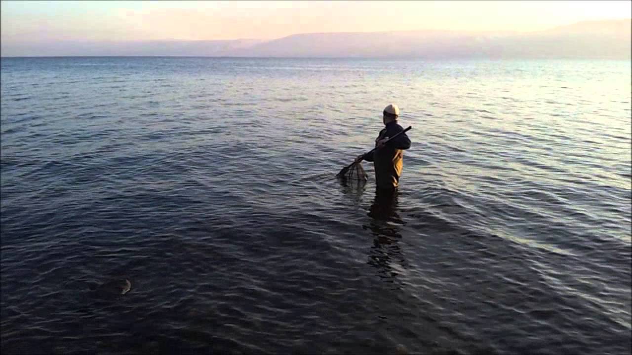 Fishing in Israel. Fishing Club Carp-Kineret. - YouTube