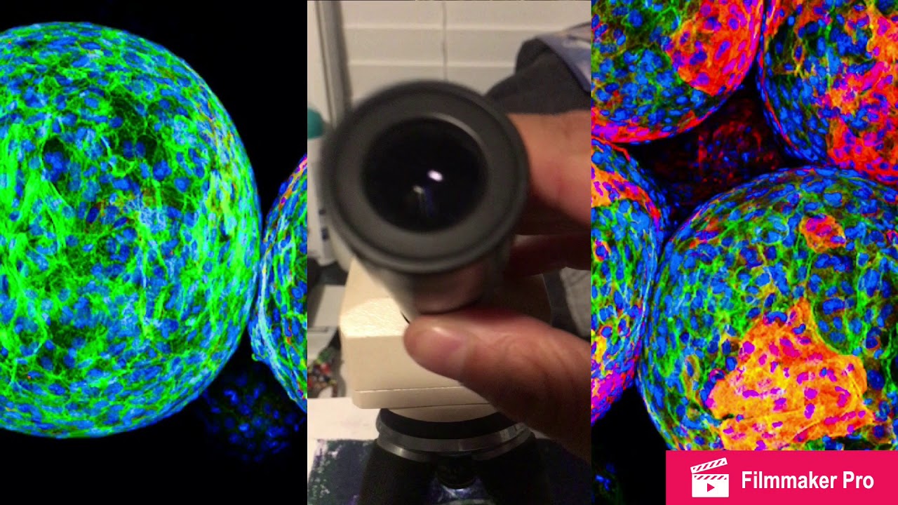 What does dry paint look like under a microscope - YouTube