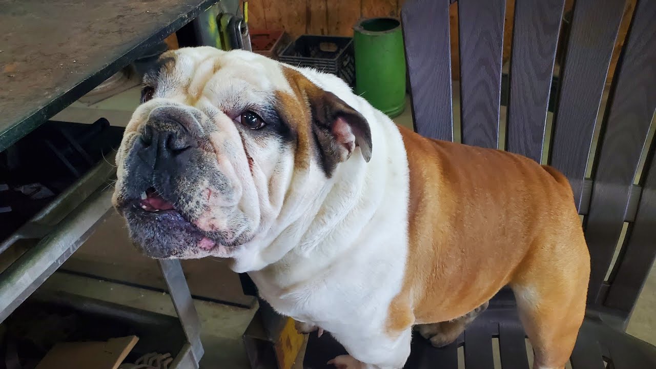 Brutiss bulldog gets a redneck spa treatment part 1 #bulldog #viral # ...