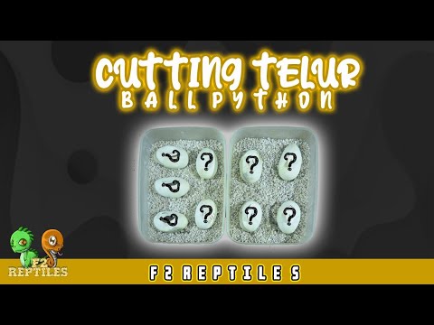 CUTTING TELUR BALL PYTHON !!! - YouTube
