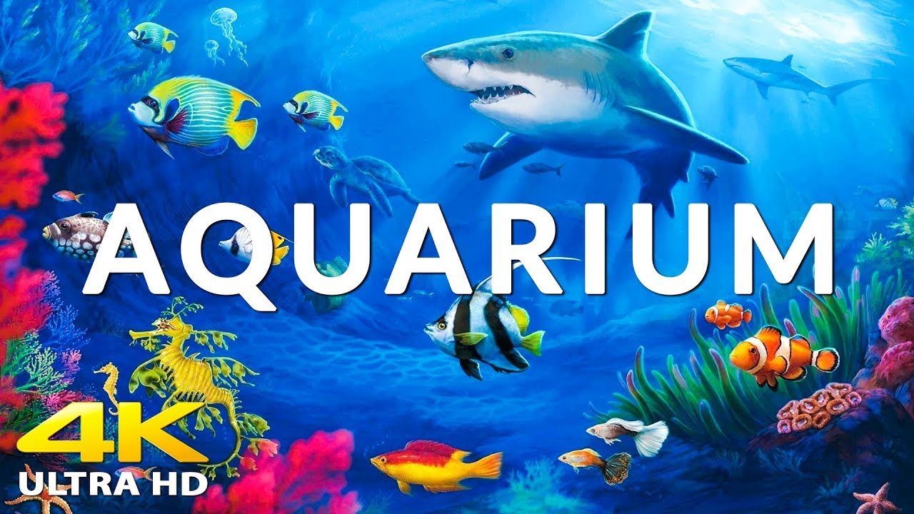 Aquarium 4K VIDEO (ULTRA HD) - Beautiful Coral Reef Fish - Sleep ...
