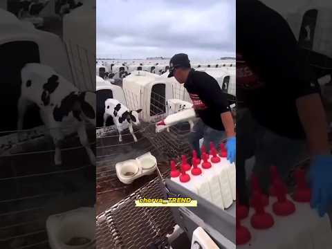 Mana molga e'tibor!!! SHuning uchun Evropada mollar zo‘rrr bo‘ladi!!!