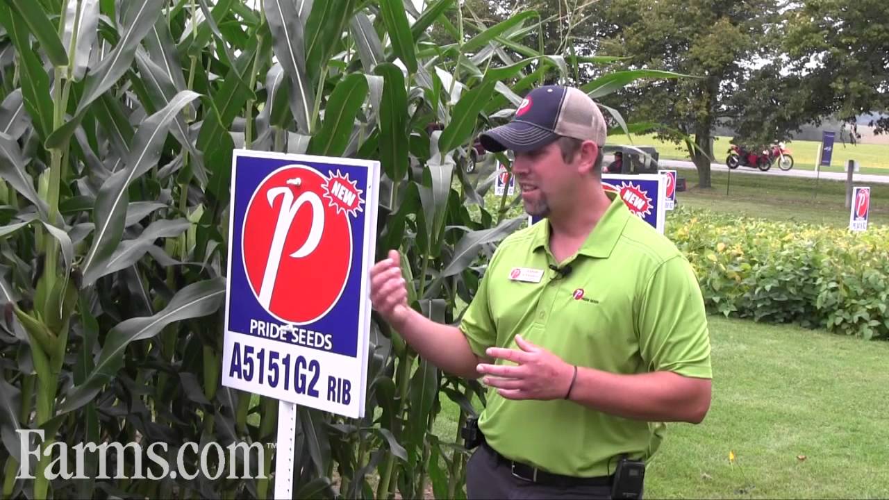 Pride Seeds NEW Corn A5151G2 - YouTube