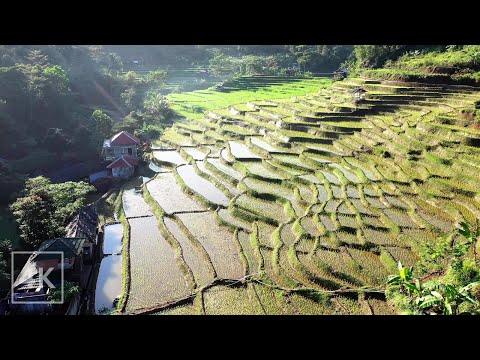Bali, Indonesia 4K Ambience | Gamelan Music by Balinese Orchestra | Ambient Worlds | Relaxation