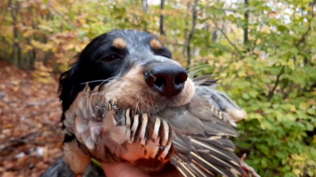 Setter,Alectoris Graeca Craeca Hunting ,Gjueti Thelleze,Caccia alla ...