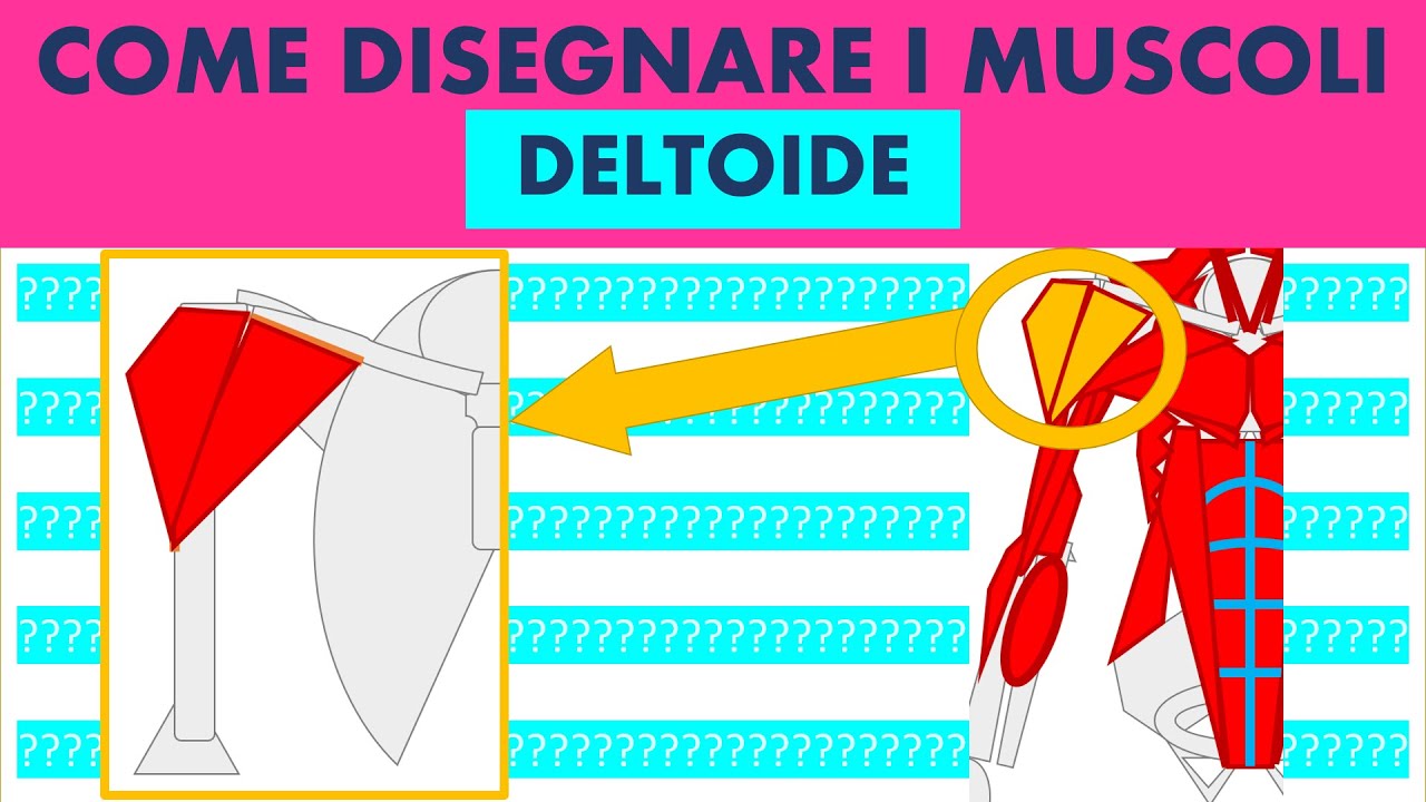 Disegnare il deltoide. Tutorial di anatomia artistica: i muscoli 6/40 ...