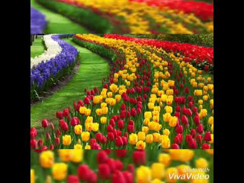 🌹🍃Cennet 🌹🍃bağçasında 🌹🍃bir gül🌹🍃