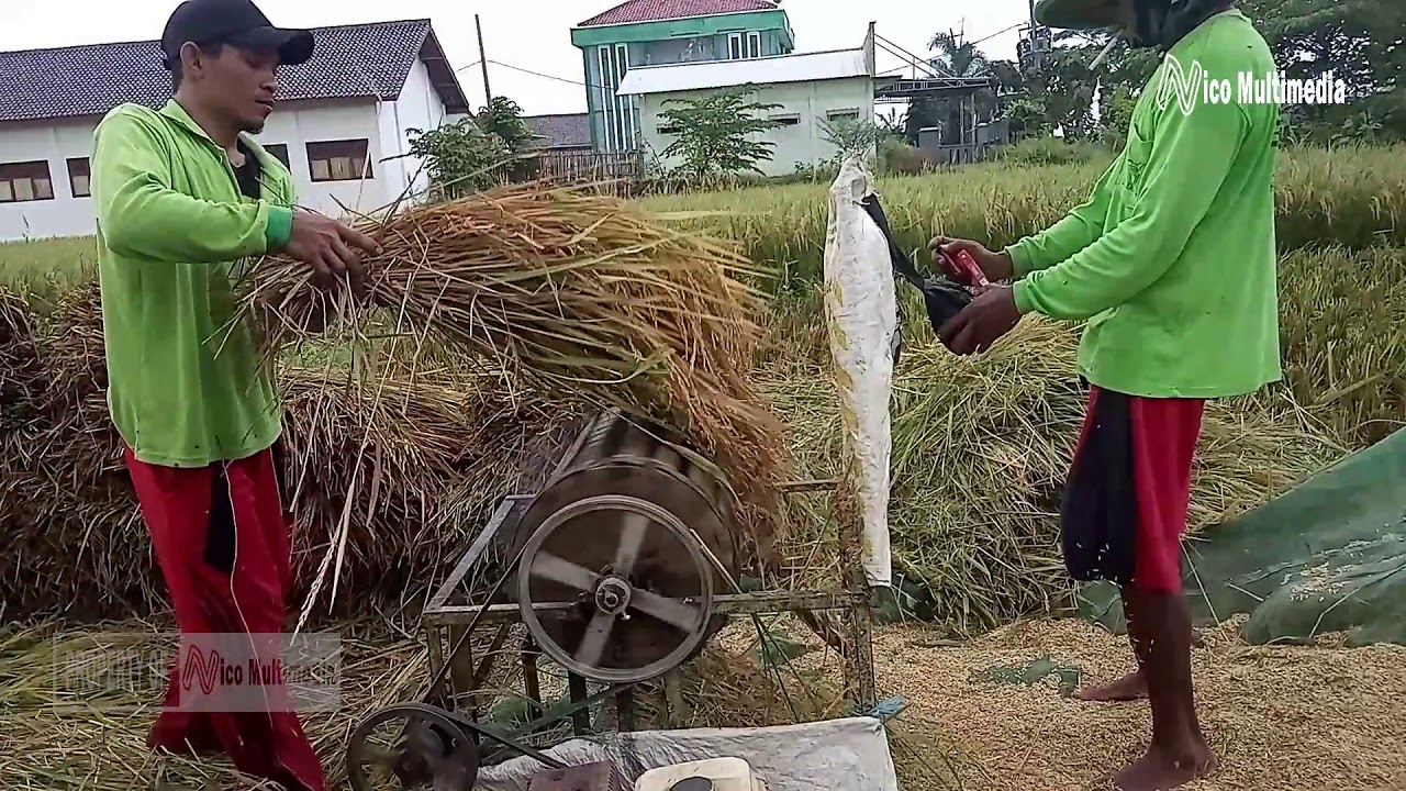Rice Thresher Machine at Home - Rice Harvester - YouTube