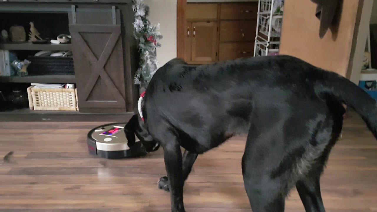 My Dog Is Afraid Of The Roomba at Helen Mckenzie blog