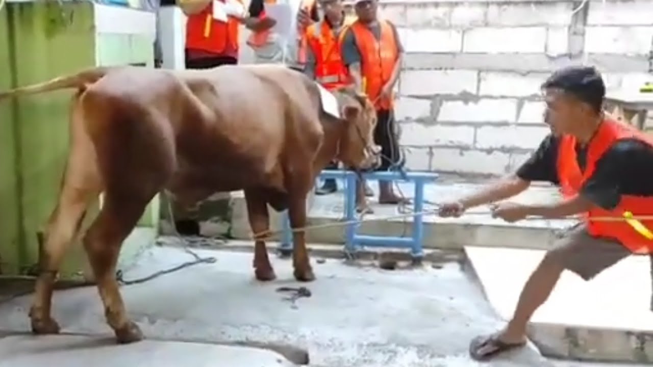 Doc. // Detik" pemotongan sapi qurban idul Adha 2022 Masjid Al ishlah kondang asri # ...