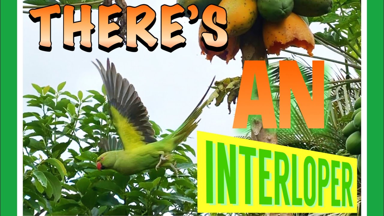 An Explosion Of Green Parakeets - YouTube