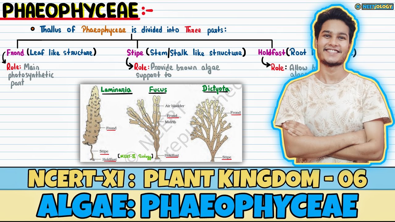 Plant Kingdom| Lec 6- Algae: Phaeophyceae| Class 11| NEET| Neetology ...
