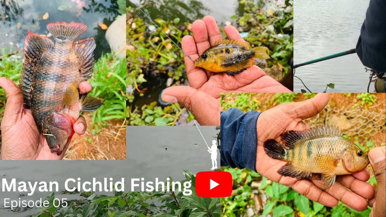 Mayan Cichlids Fishing In a Lake | Invasive Fish - YouTube