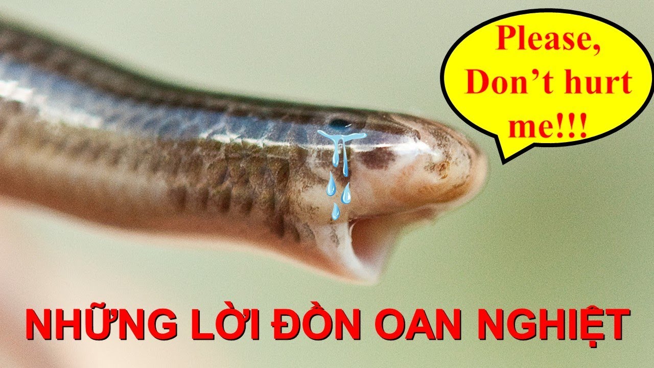 Rắn Giun và Những Tin Đồn OAN NGHIỆT/ Blind Snake and Misthoughts ...