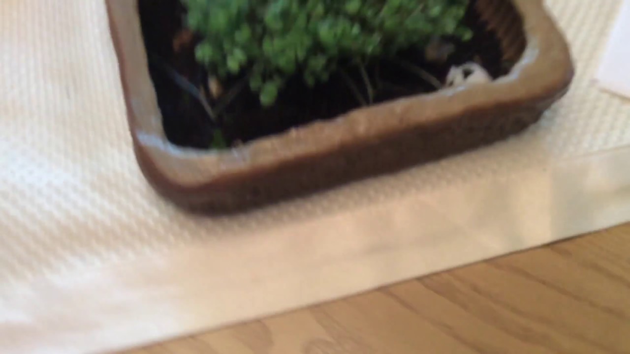 My Roly Poly Farm! - YouTube