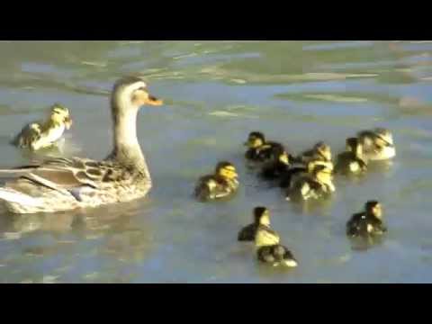 Brave Ducklings Jumping into the Water after their Mom - YouTube
