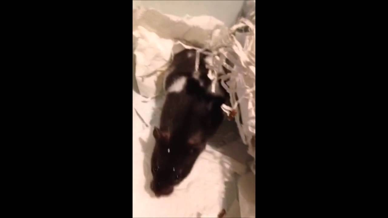 The Screaming Hamster - YouTube