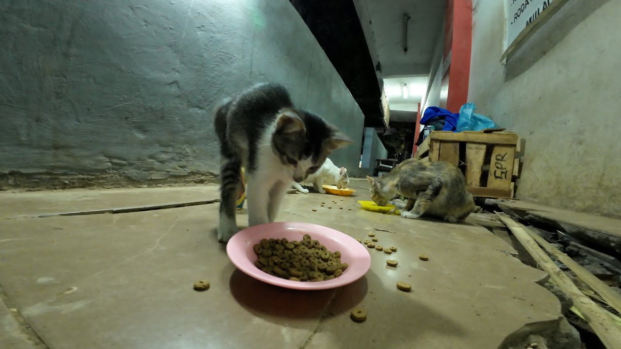 Happy stray cats feeding 53 - YouTube