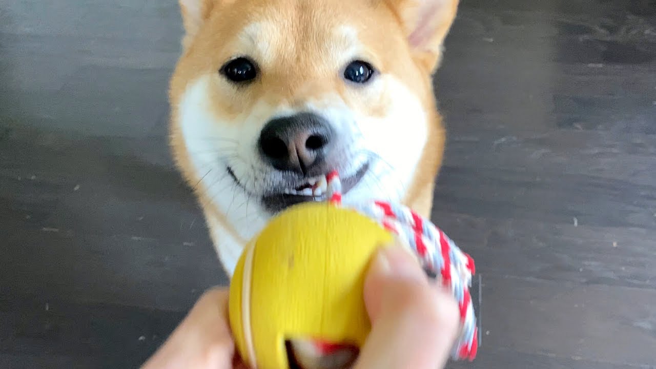 An Intense Tug of War with My Shiba Inu | Super Shiba - YouTube