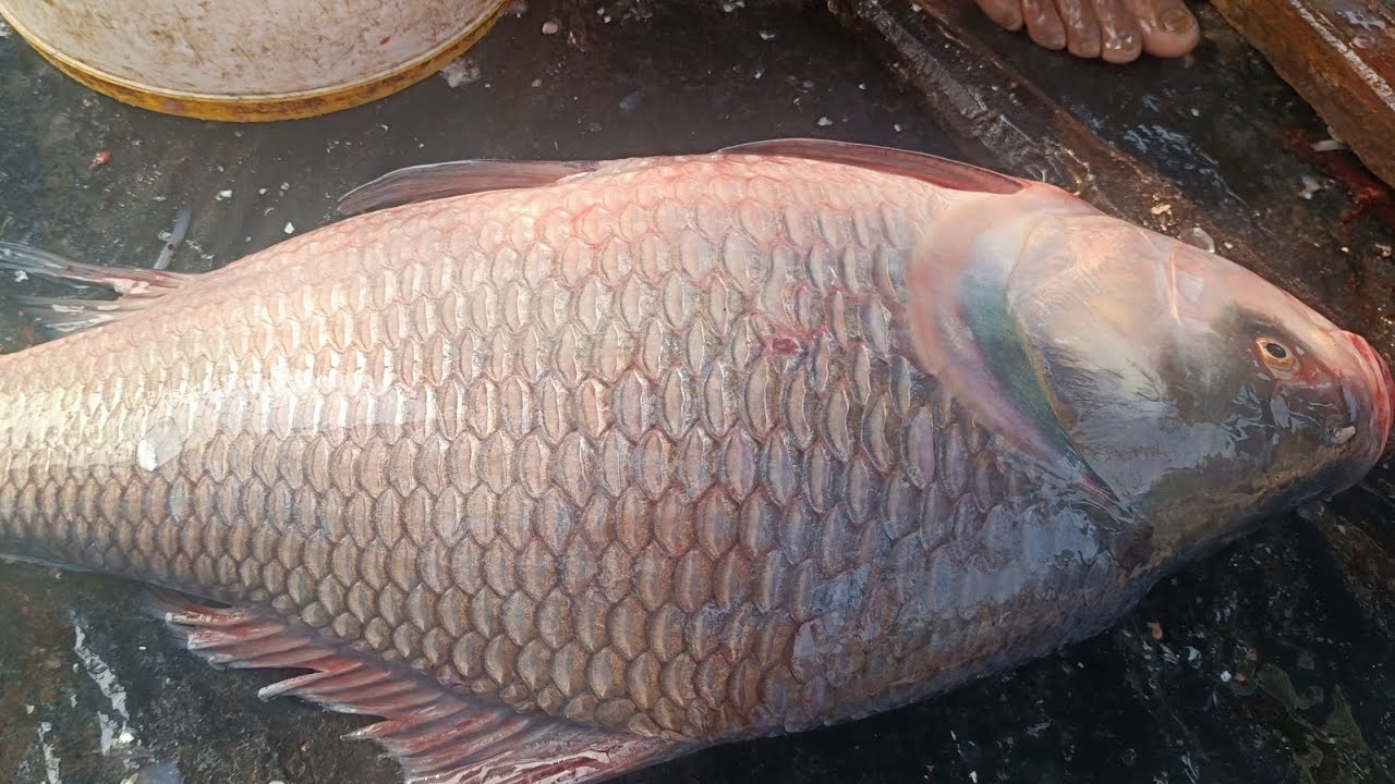 Catla fish 10 kg Big fish cutting skill in village style bhakura macha ...
