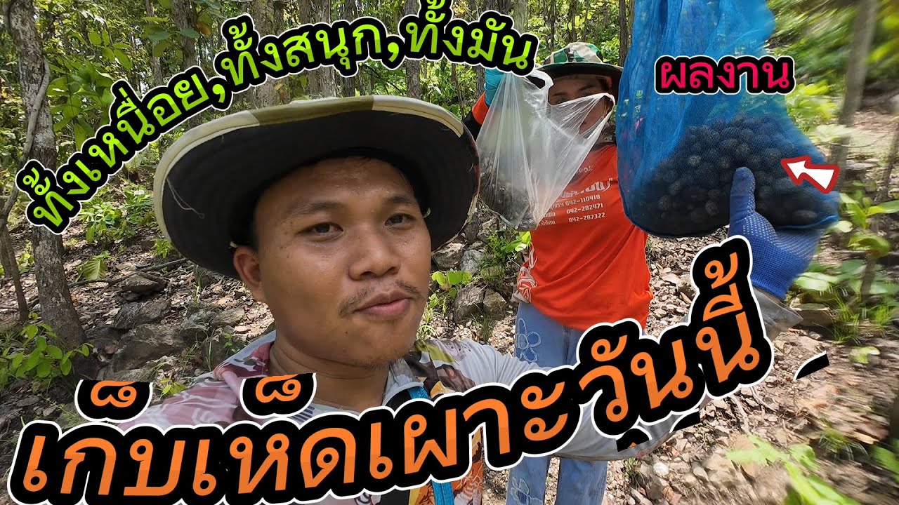 ทั้งเหนื่อย ทั้งสนุก ทั้งมัน เก็บเห็ดเผาะวันนี้สุดยอดดอกเห็ดใหญ่มาก