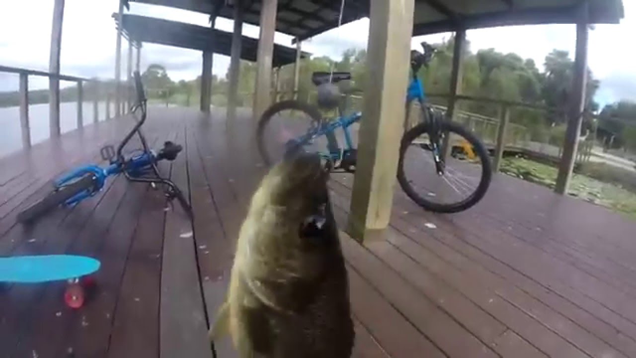 Funny Fishing Time! Fish Screams And Attacks - YouTube