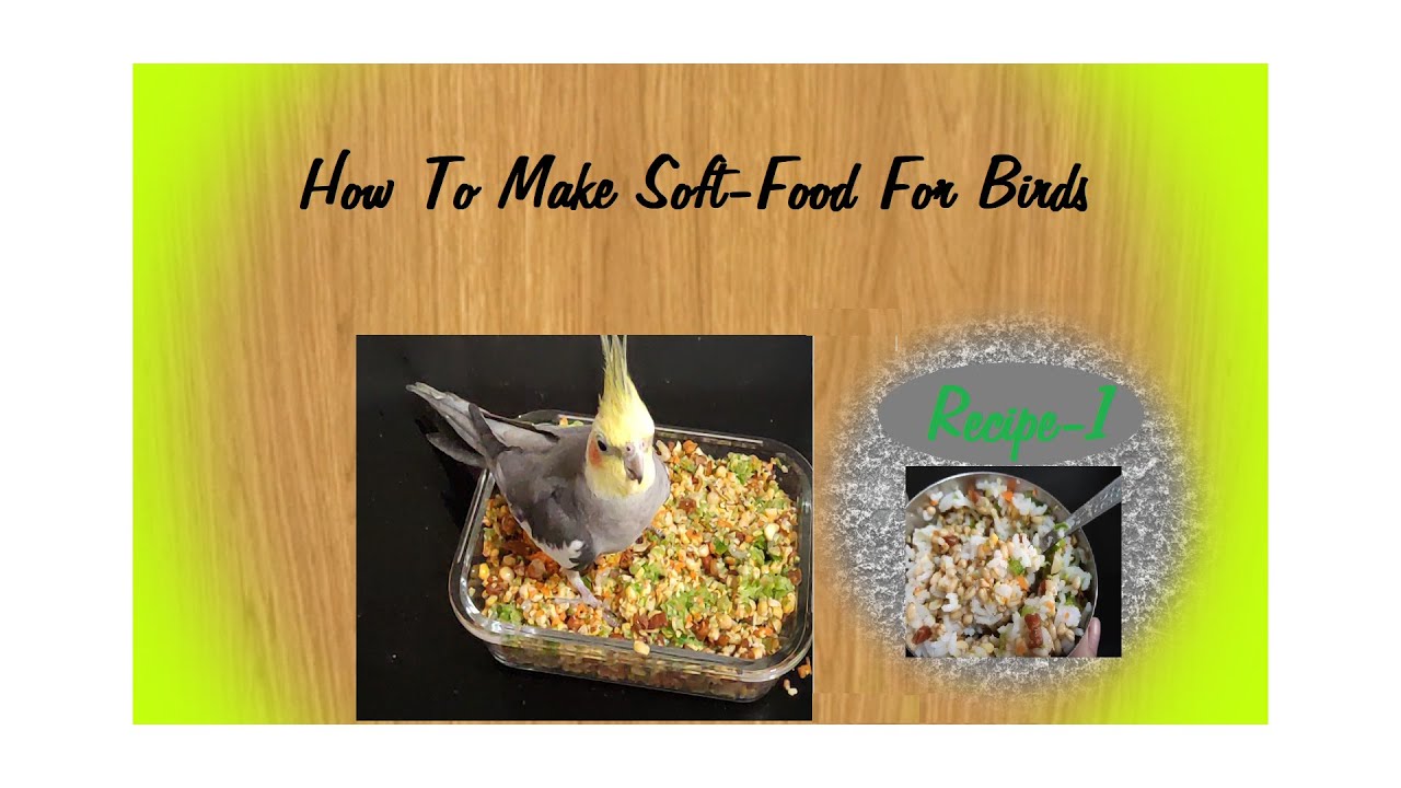 How to make soft food for your Pet Bird | Diet Food Recipe | Cockatiel ...