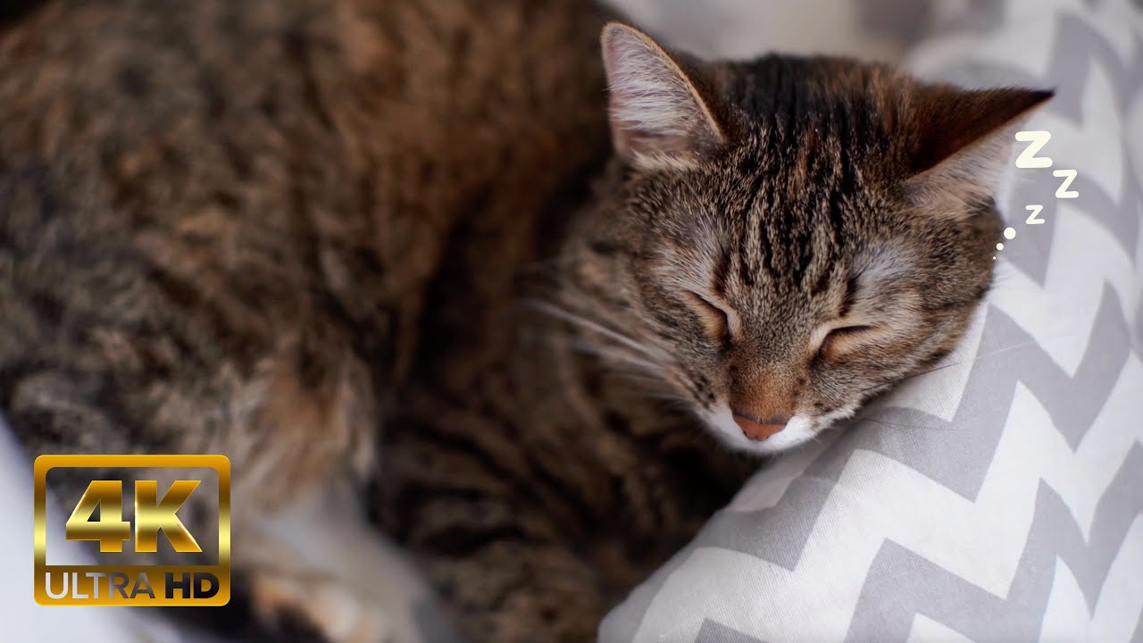 Cat Purring with Rain Sounds 😽Cozy White Noise for Sleeping ~ 1 Hour ...