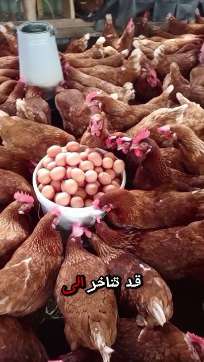 تربيةالدجاجدجاجبلديدجاجمزارعتربيةالطيوربيضبلديدجاجبياضدواجنمشاريعمزرعيةانتاجبيض