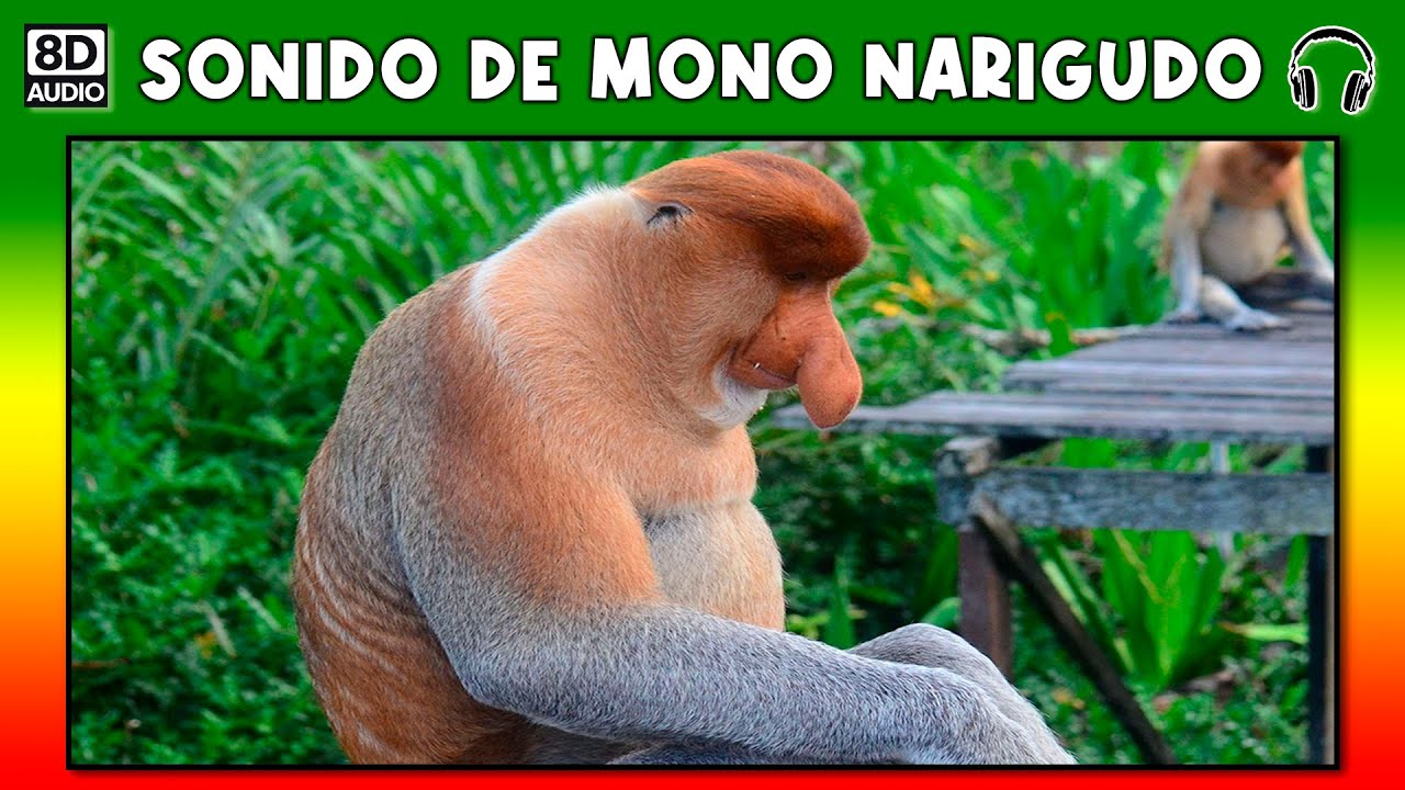 SONIDO DE MONO NARIGUDO 🦧 - YouTube