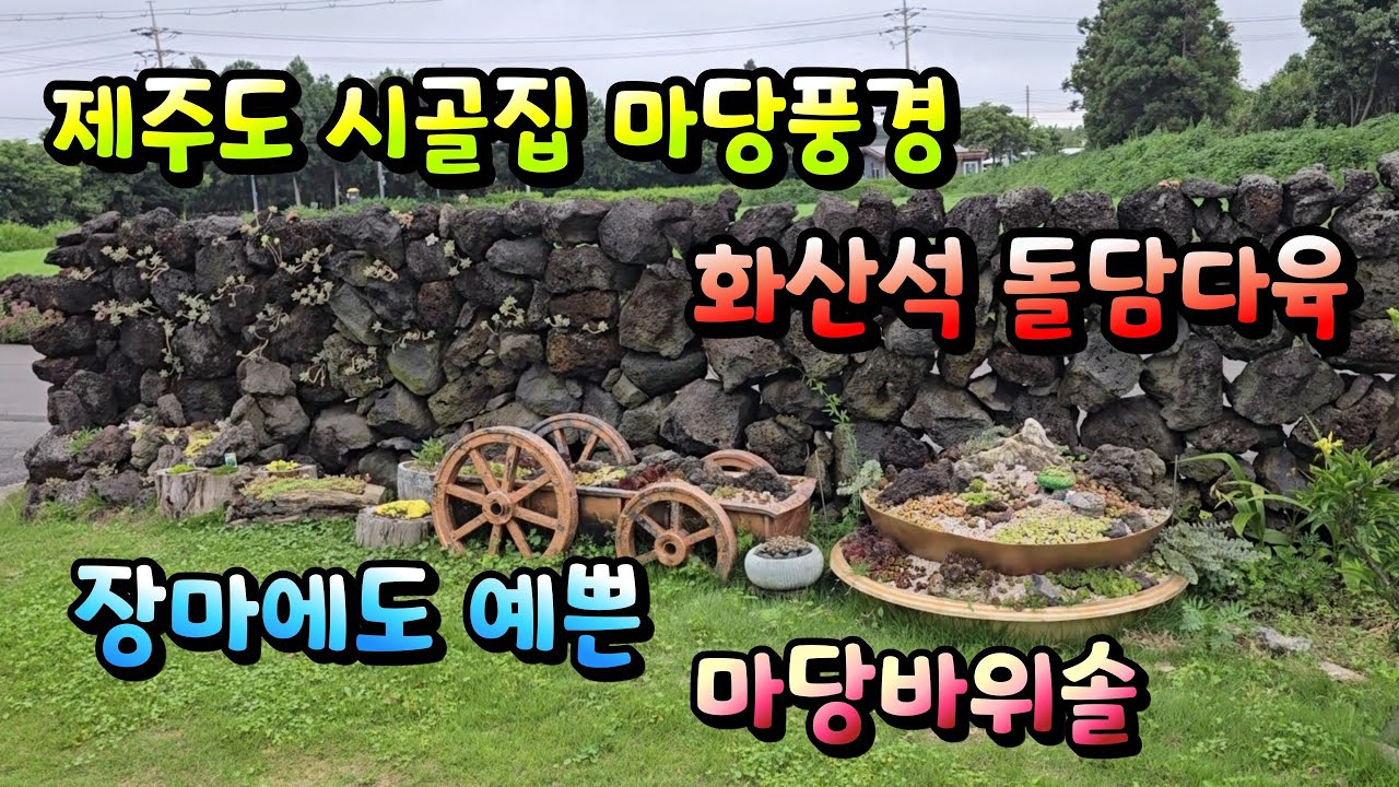 제주도 시골집 마당 풍경 마당바위솔들과 화산석 돌담 다육 다육이 다육식물 다육하우스 제주도 Youtube