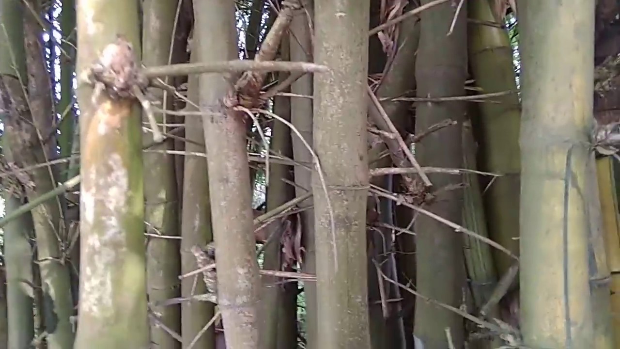 petuk bambu asli aneh - YouTube