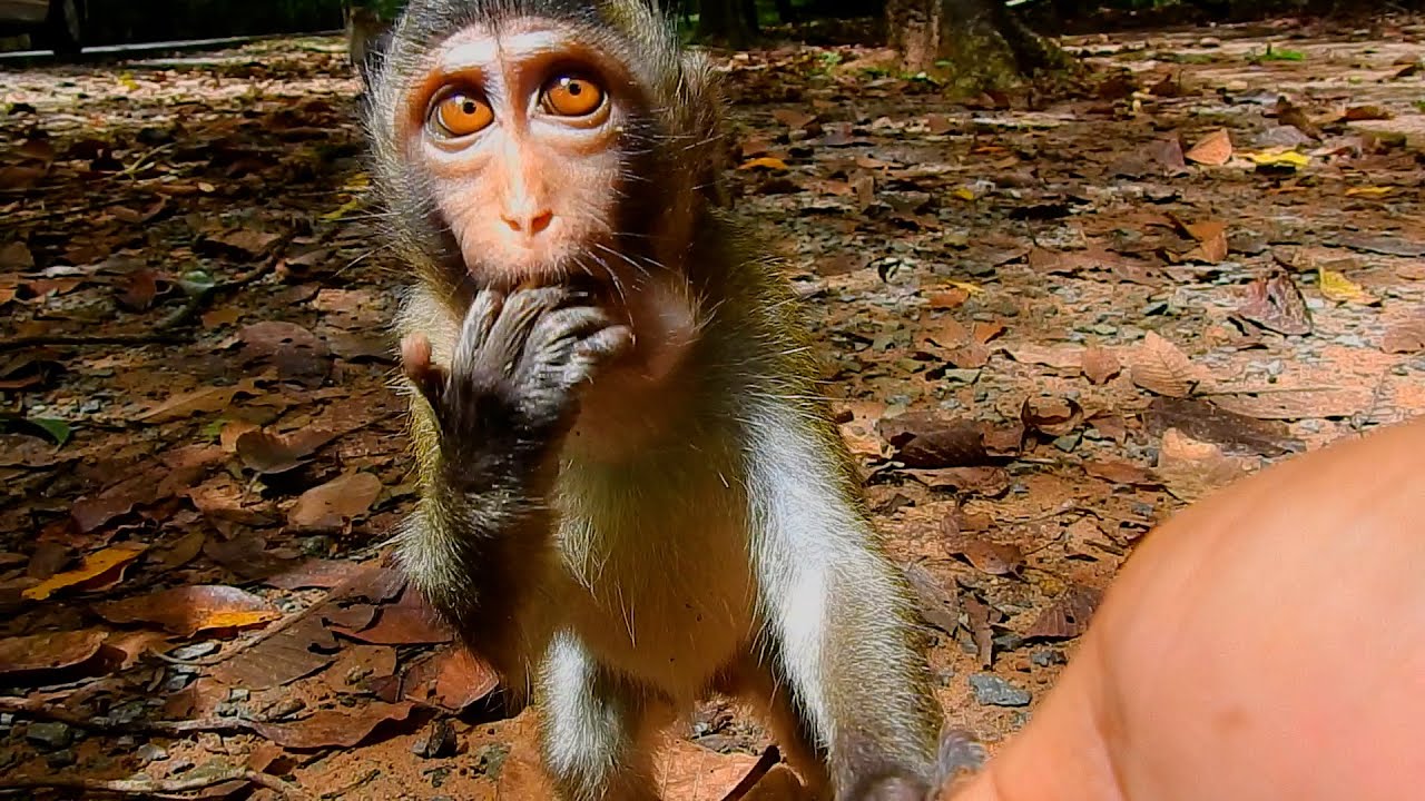 Really Cute Tiny Baby AMELIA Runs Quickly To Get Tasty Peanuts While ...