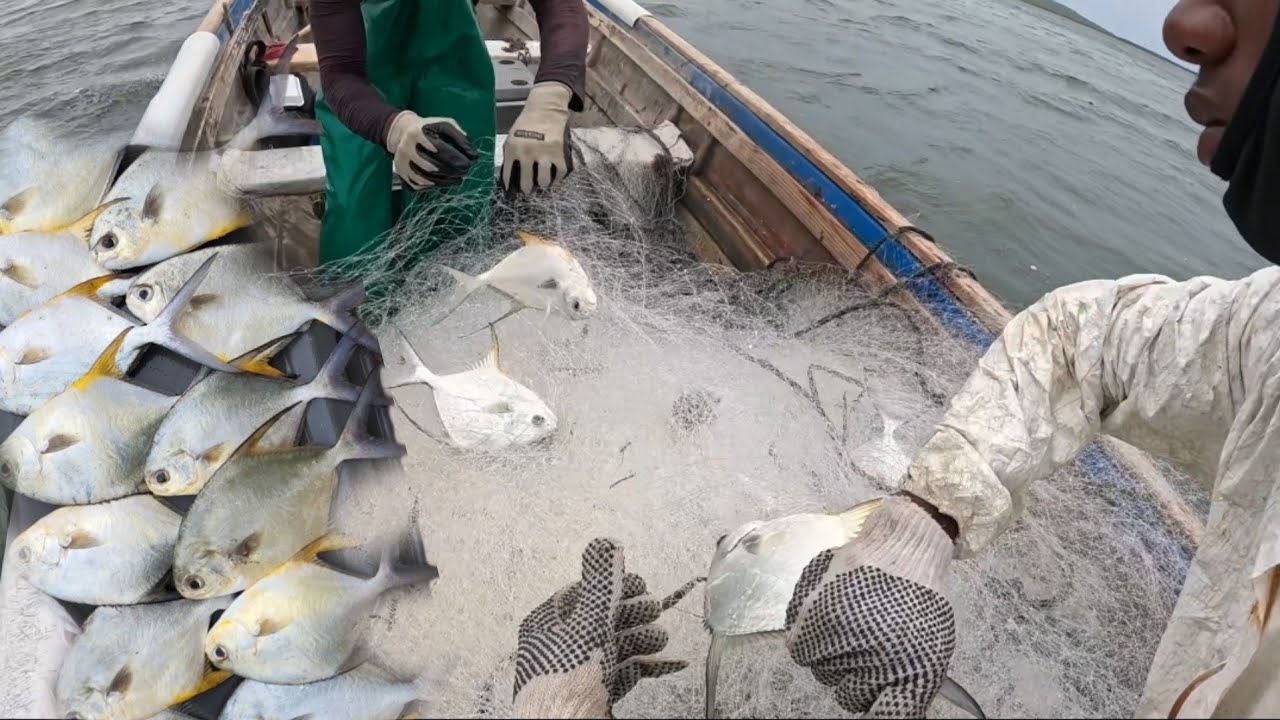 Jamaica's Finest Fishermen on The Job 🇯🇲🇯🇲🇯🇲#jamaica #fishing # ...