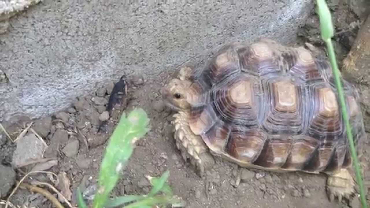 Lady Gaga, my sulcata tortoise, inspects her own poop. - YouTube