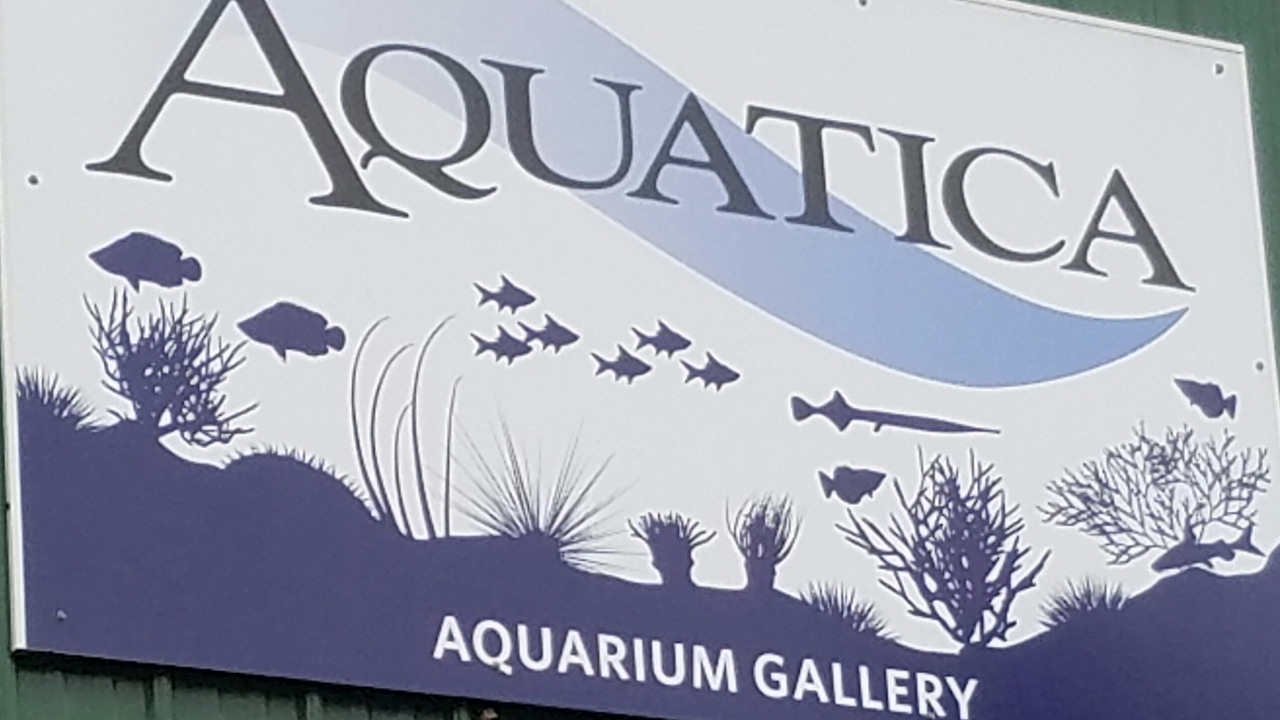 Aquatica Aquarium Gallery Tour - YouTube
